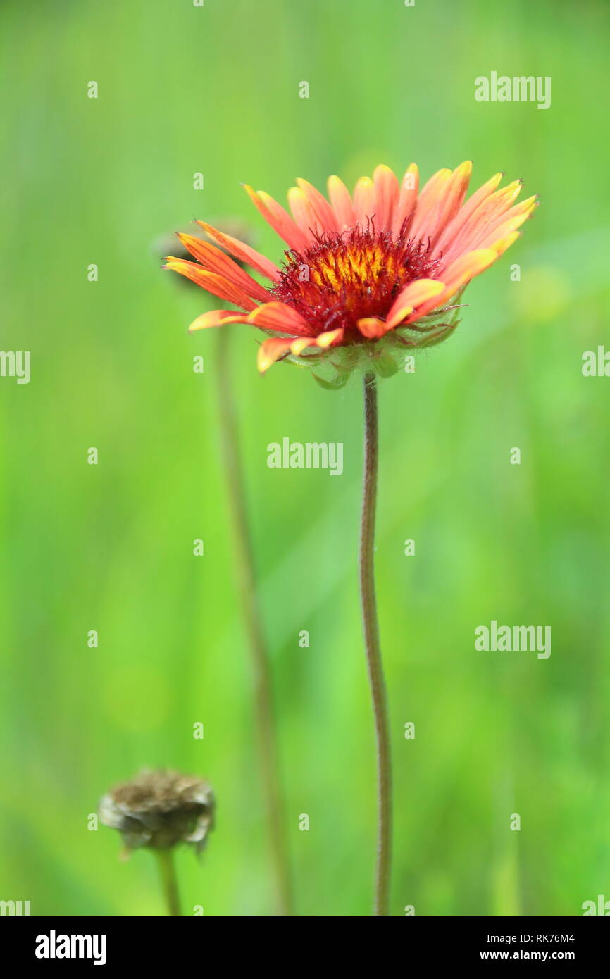 Marguerite avec tige Banque de photographies et d’images à haute ...