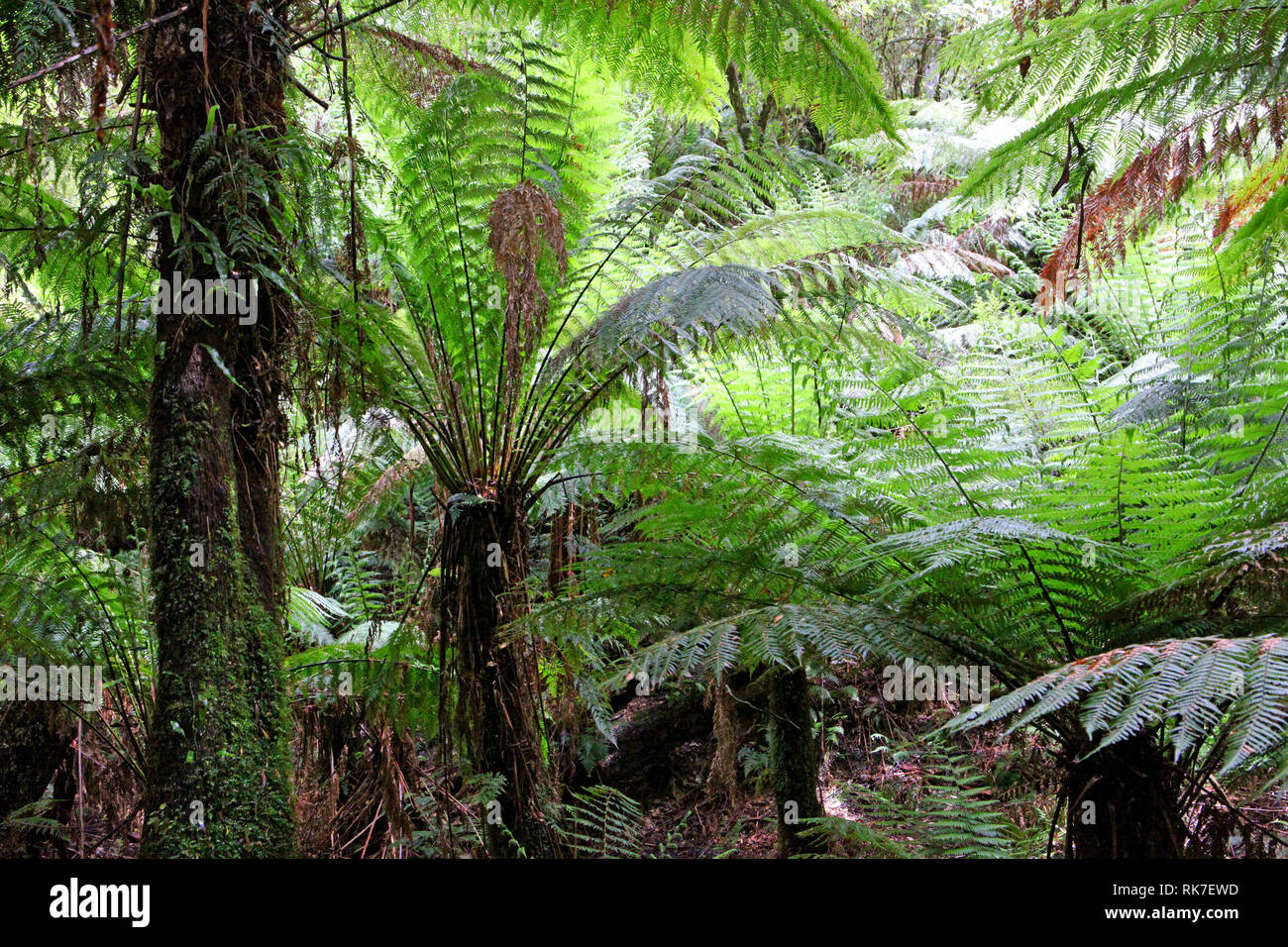 Visiter l'Australie. La forêt tropicale humide du mait à pied et les ...