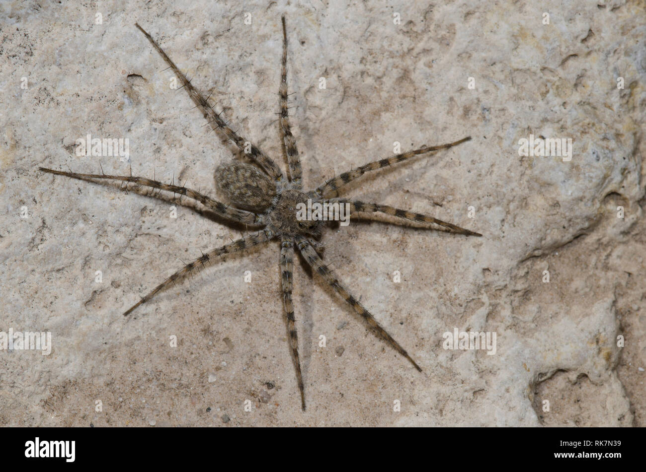 Pardosa sp Banque de photographies et d’images à haute résolution - Alamy