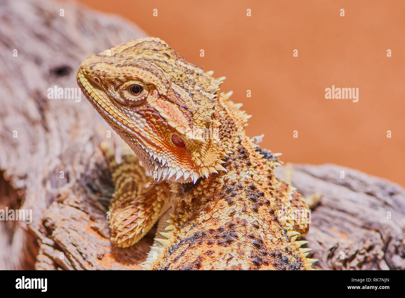 Dragon barbu australien Banque de photographies et d’images à haute ...