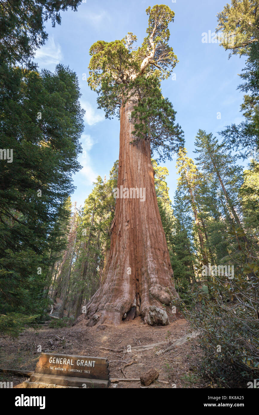 Largest tree in the world Banque de photographies et d’images à haute ...