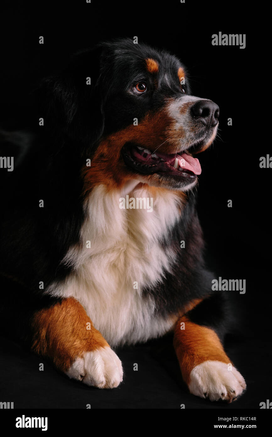 Bouvier Bernois Pure Race Banque d'image et photos - Alamy