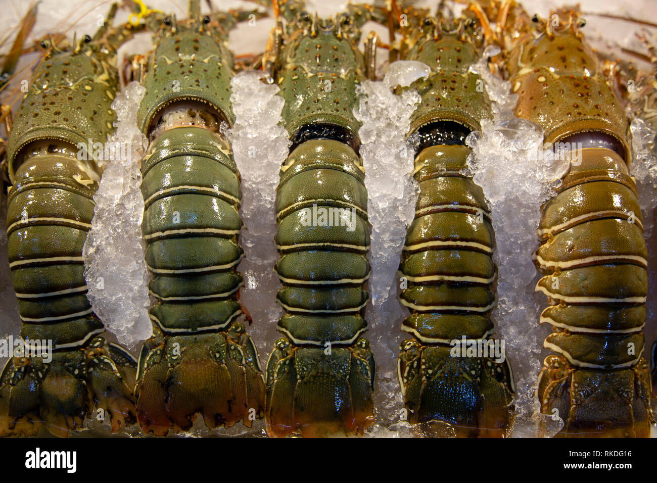 Poisson homard Banque de photographies et d’images à haute résolution ...