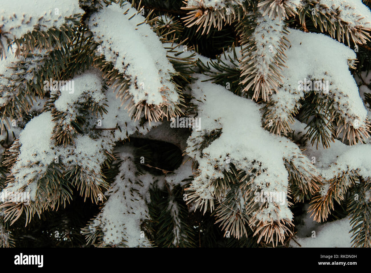 Arbre de balsa Banque de photographies et d’images à haute résolution ...