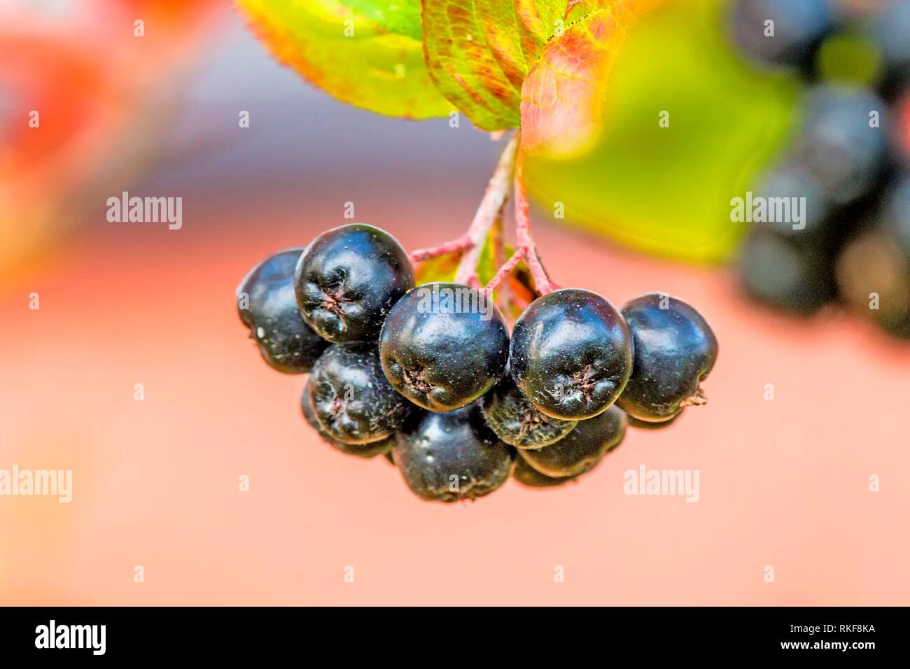 Aronia melanocarpa Banque de photographies et d’images à haute ...