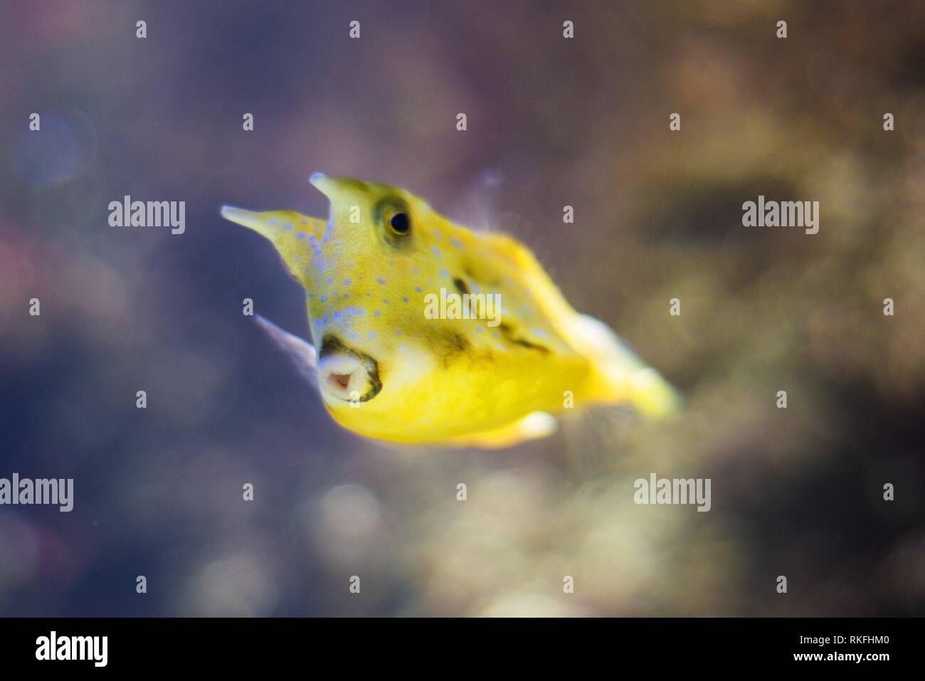 Poisson globe jaune Banque de photographies et d’images à haute ...