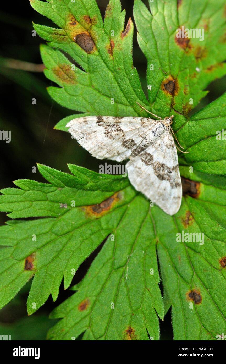 Zoologie des insectes Banque de photographies et d’images à haute ...