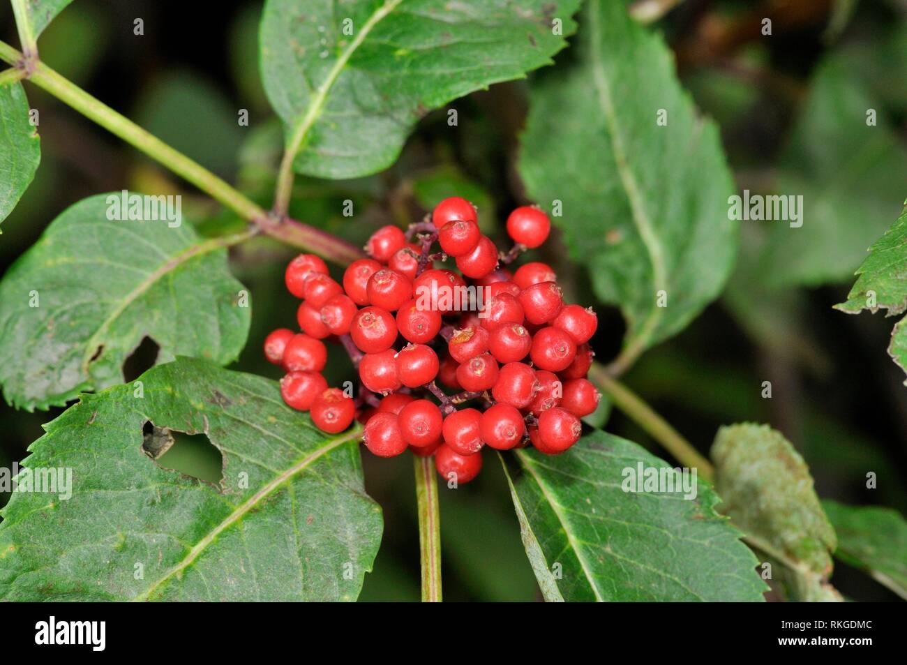 Sorbus sp Banque de photographies et d’images à haute résolution - Alamy