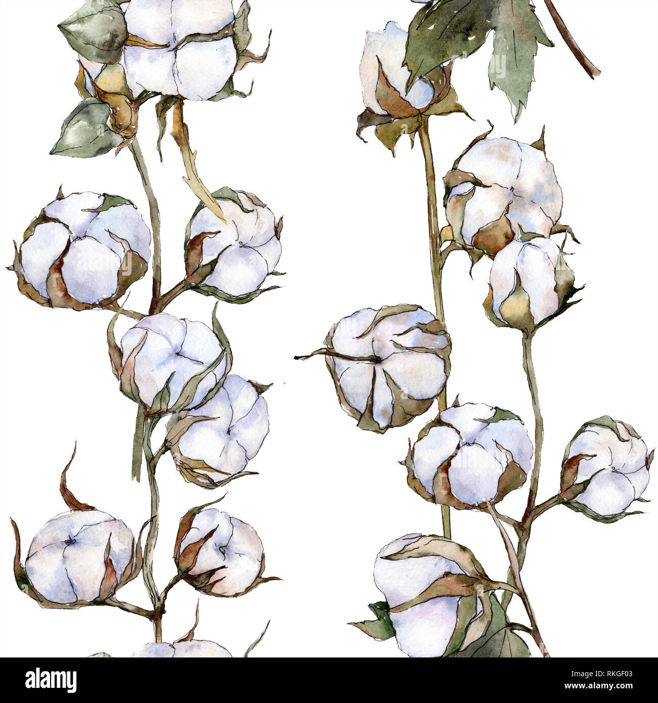 Dessin fleur de coton Banque de photographies et d’images à haute ...