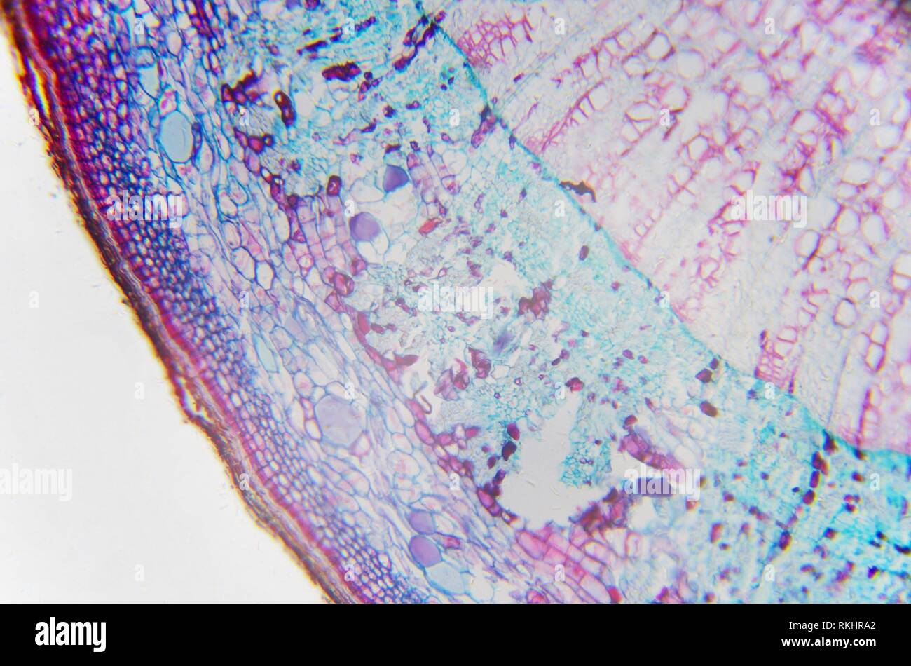 Plante microscopique Banque de photographies et d’images à haute ...