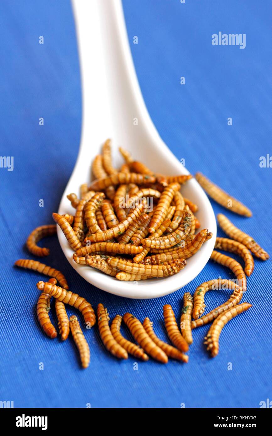 Manger le ver de farine Banque d'image et photos - Alamy