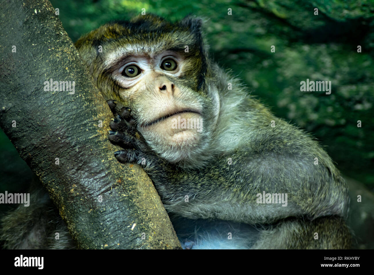 Sad monkey Banque de photographies et d’images à haute résolution - Alamy