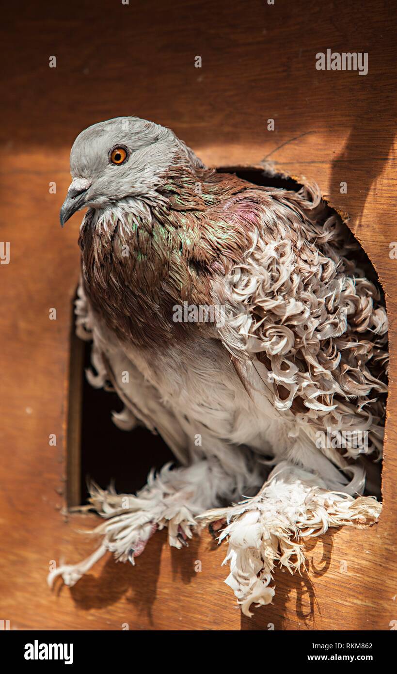 Pigeon breeding Banque de photographies et d’images à haute résolution ...