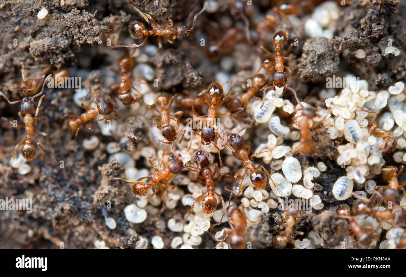 Œufs de fourmis Banque de photographies et d’images à haute résolution ...