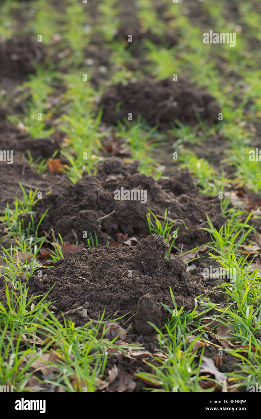 Instruments arables Banque de photographies et d’images à haute ...