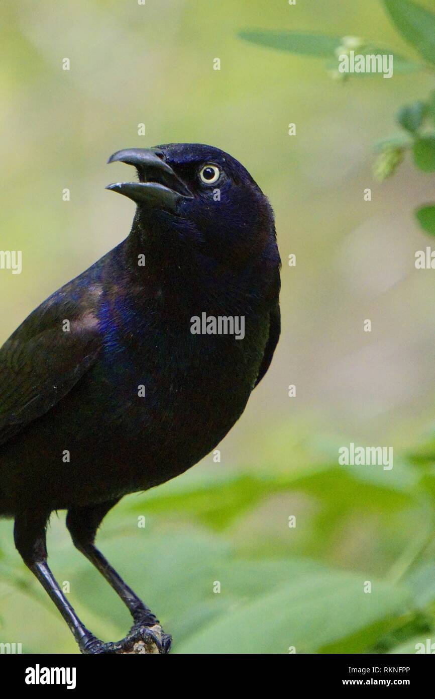 Image de quiscale commun Banque de photographies et d’images à haute ...