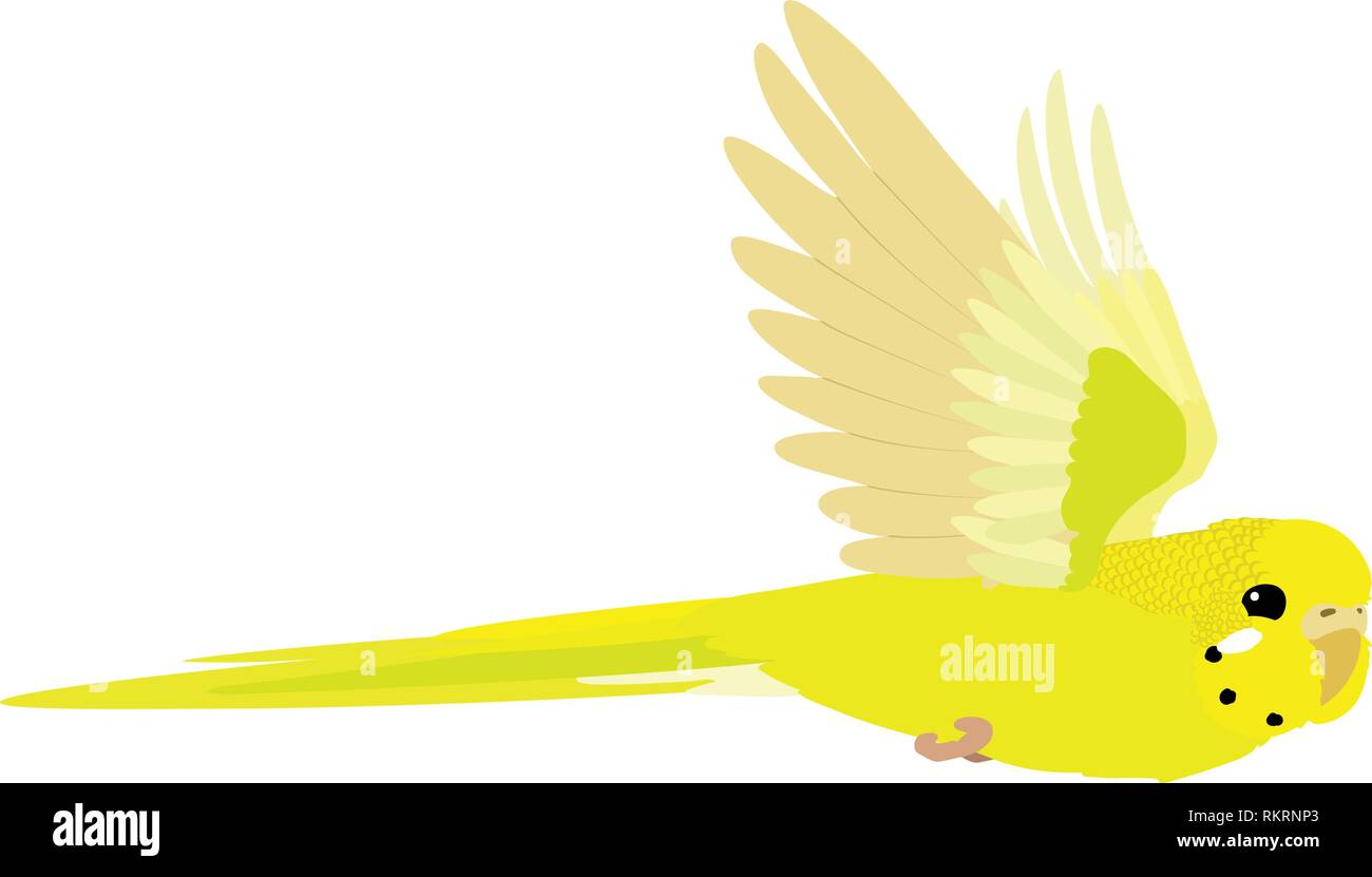 Perruche jaune Banque d'images vectorielles - Alamy