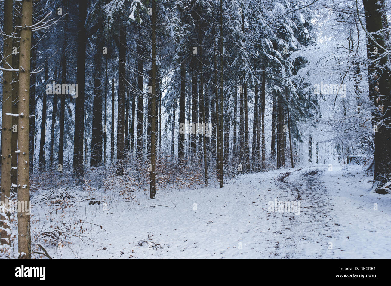 Sentier boisé et enneigé Banque de photographies et d’images à haute ...
