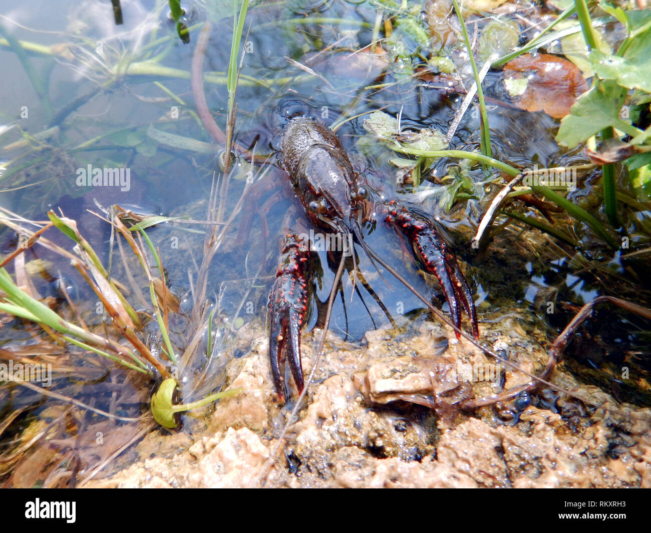 Homard carapace Banque de photographies et d’images à haute résolution ...