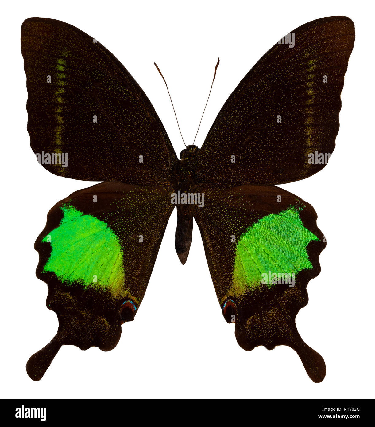 Papilio paris Banque de photographies et d’images à haute résolution ...