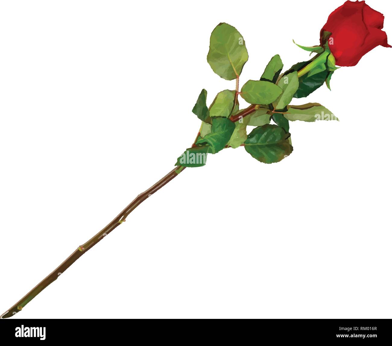 Photo réaliste et très détaillé de Fleur Rose rouge sur longue tige ...