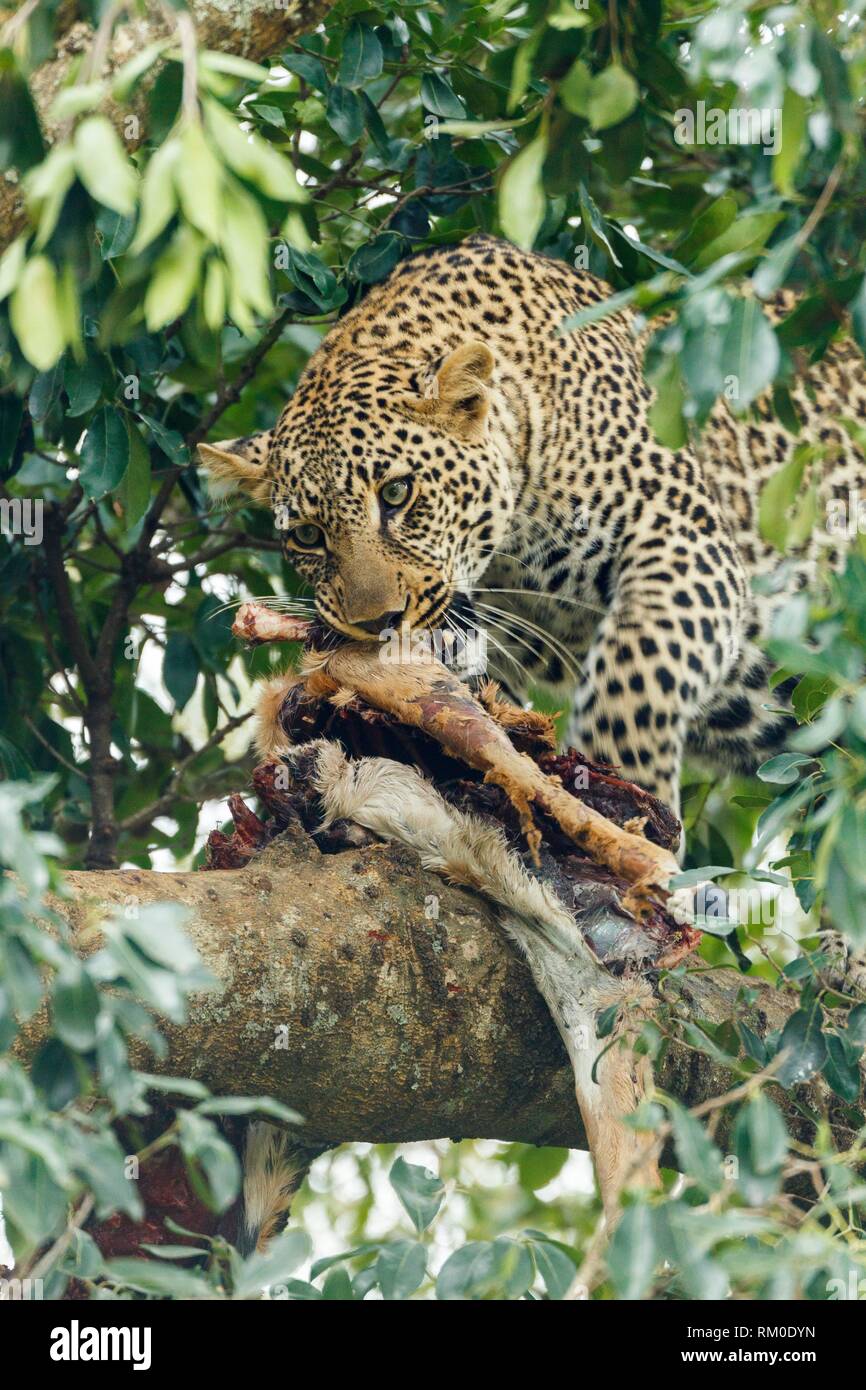 Leopard eating Banque de photographies et d’images à haute résolution ...