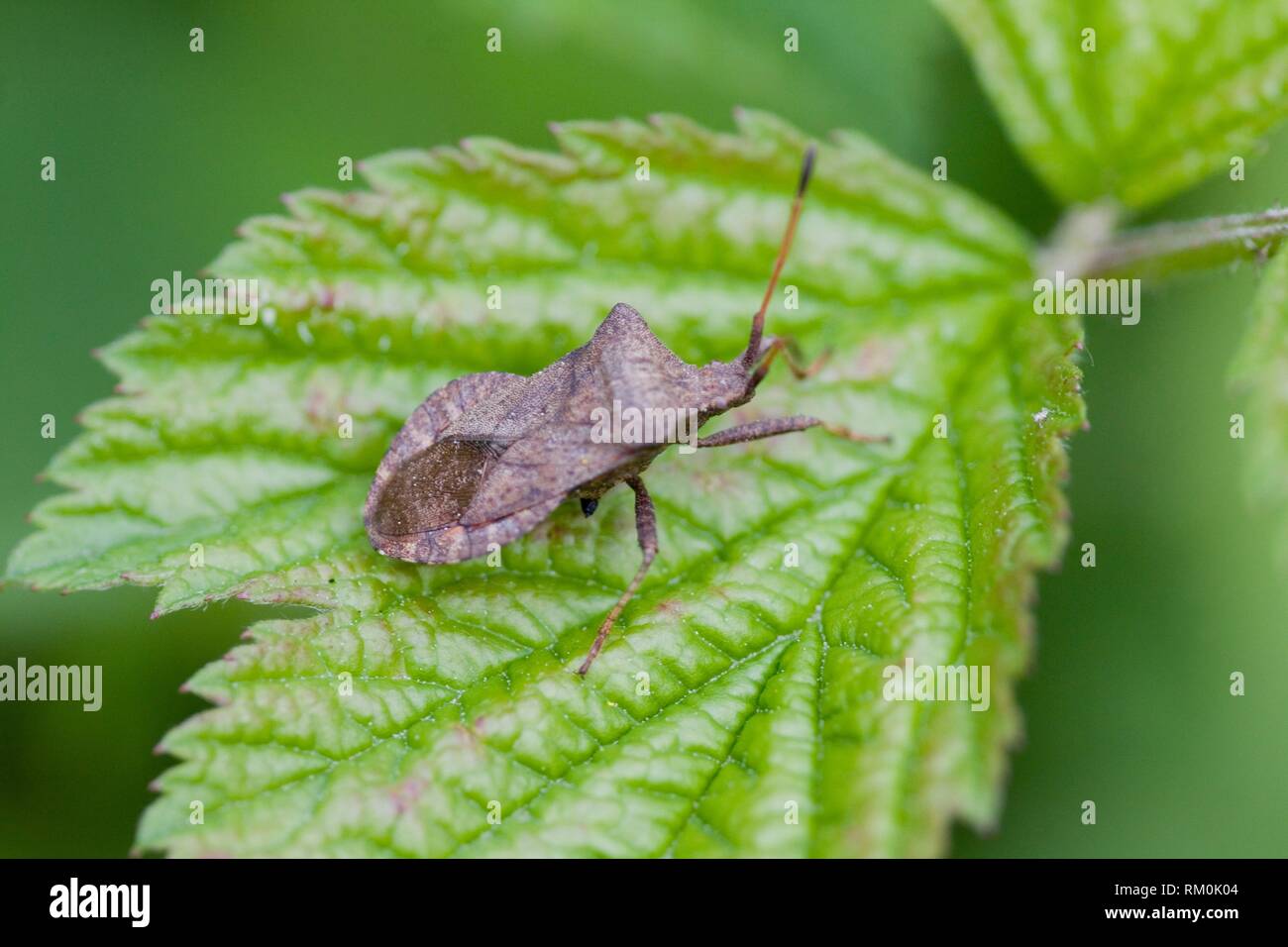 Herbivore Insecte Herbivore Banque d'image et photos - Alamy