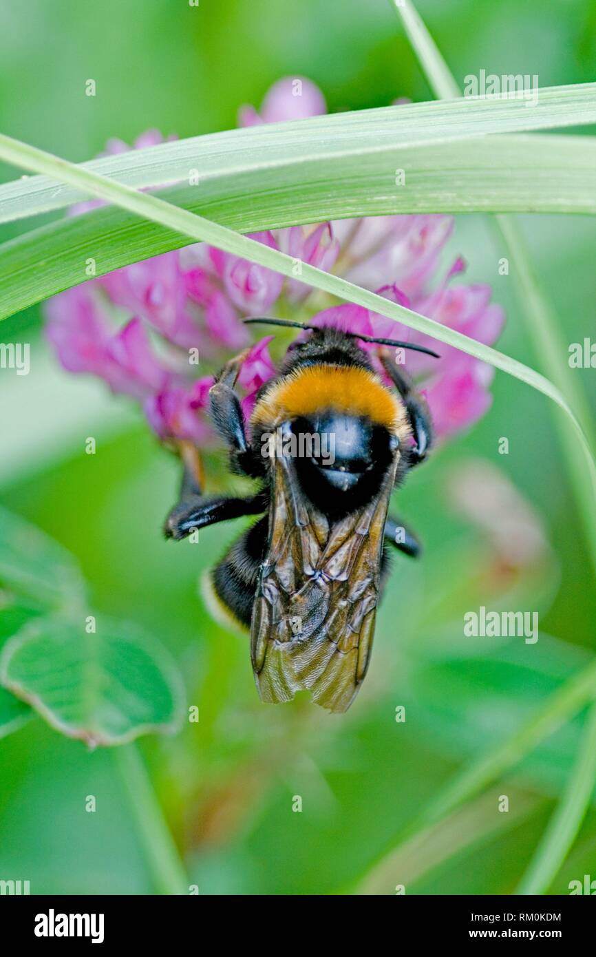 Bourdon noir Banque de photographies et d’images à haute résolution - Alamy