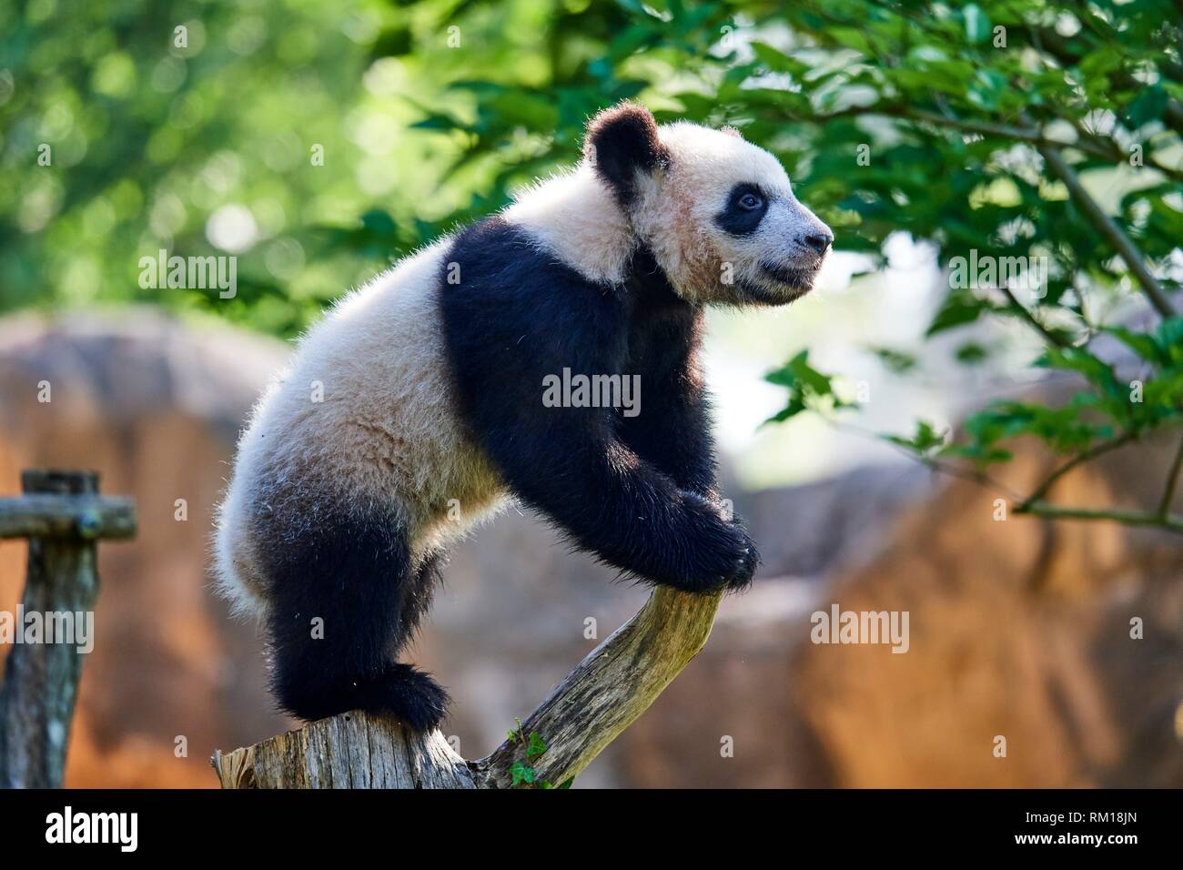 Panda géant (Ailuropoda melanoleuca) de l'escalade et l'exploration au ...