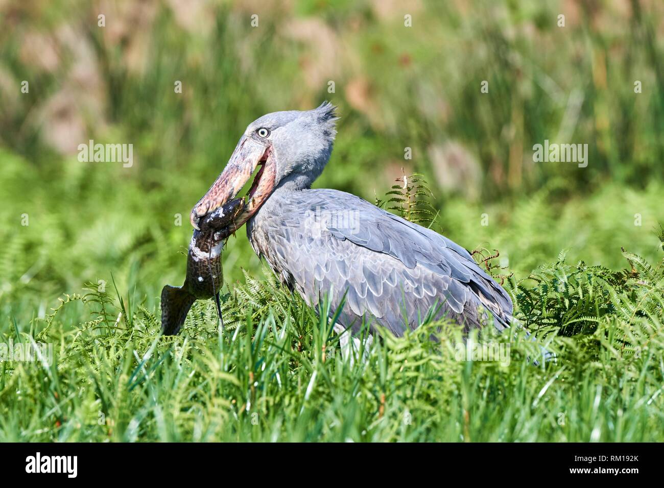 Poissons poumons africains Banque de photographies et d’images à haute ...