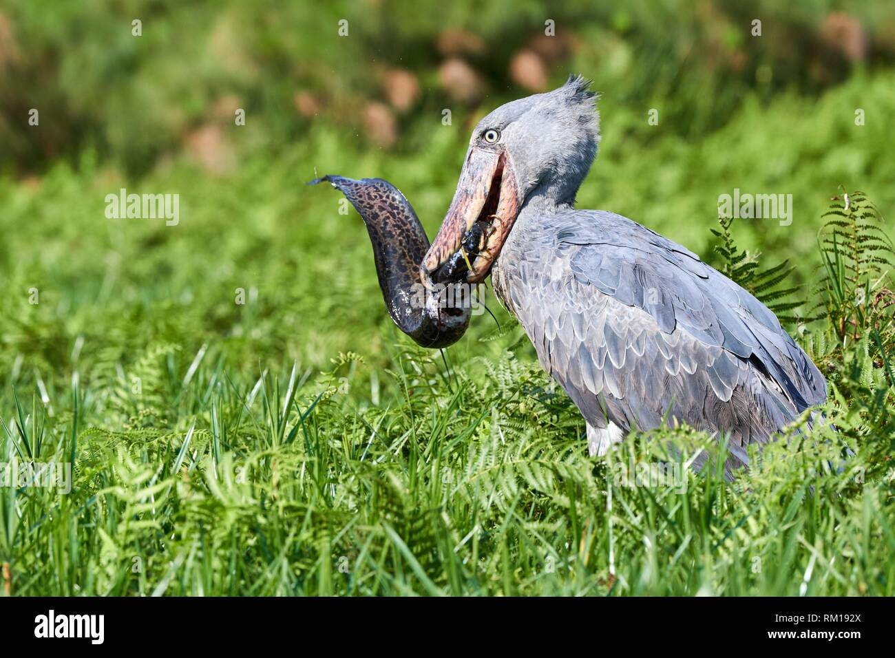 Poissons poumons africains Banque de photographies et d’images à haute ...