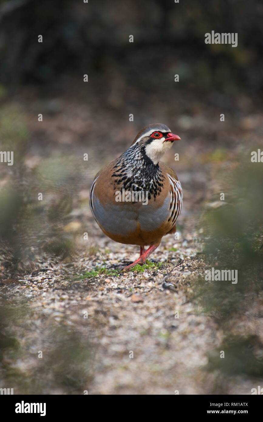 Curso medio Banque de photographies et d’images à haute résolution - Alamy