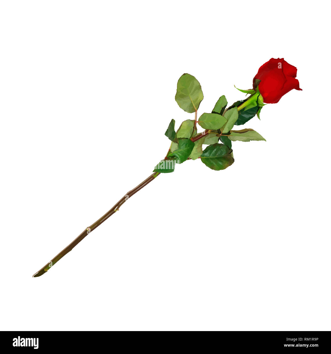 Photo réaliste et très détaillé de Fleur Rose rouge sur longue tige ...