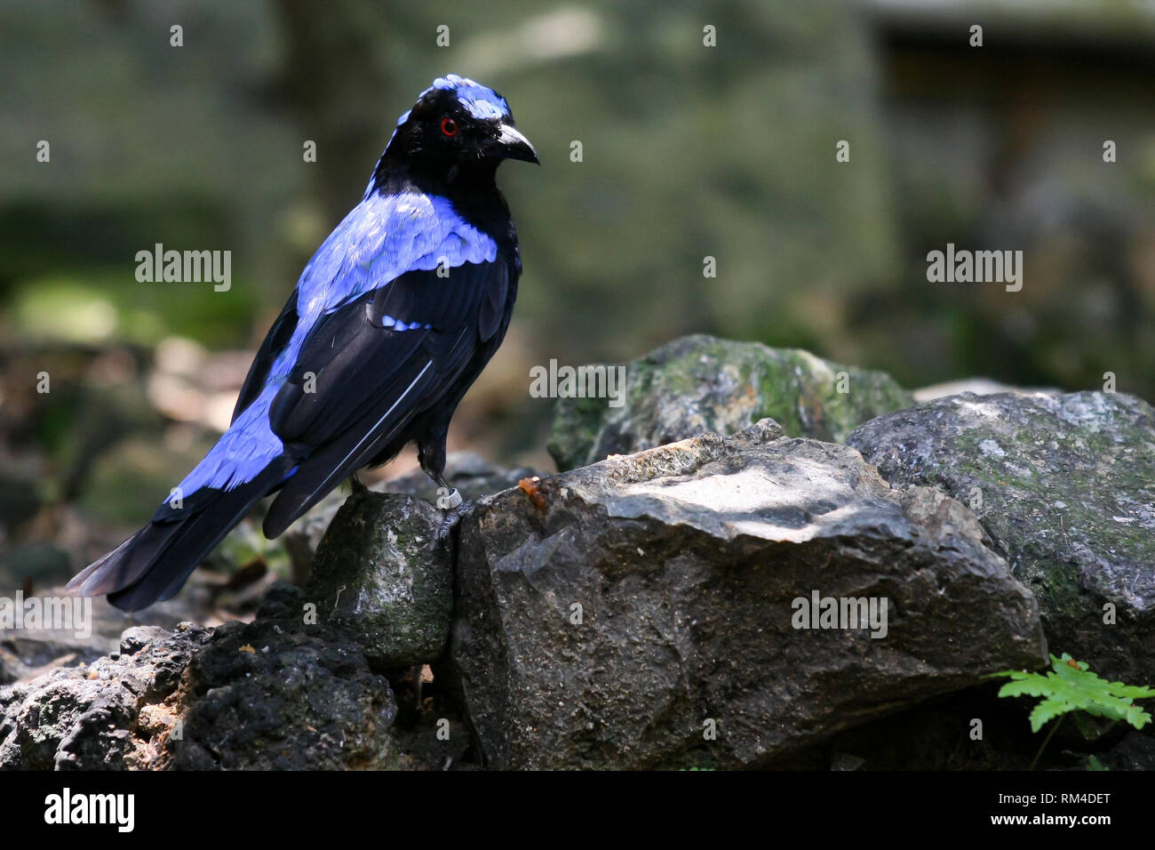 Parc d'oiseaux exotiques Banque de photographies et d’images à haute résolution - Alamy