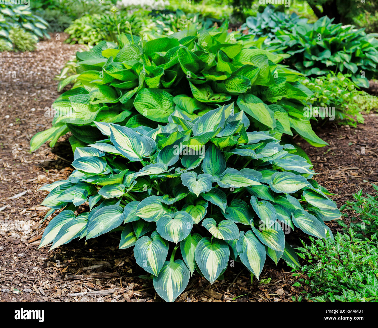 Hosta garden Banque de photographies et d’images à haute résolution - Alamy
