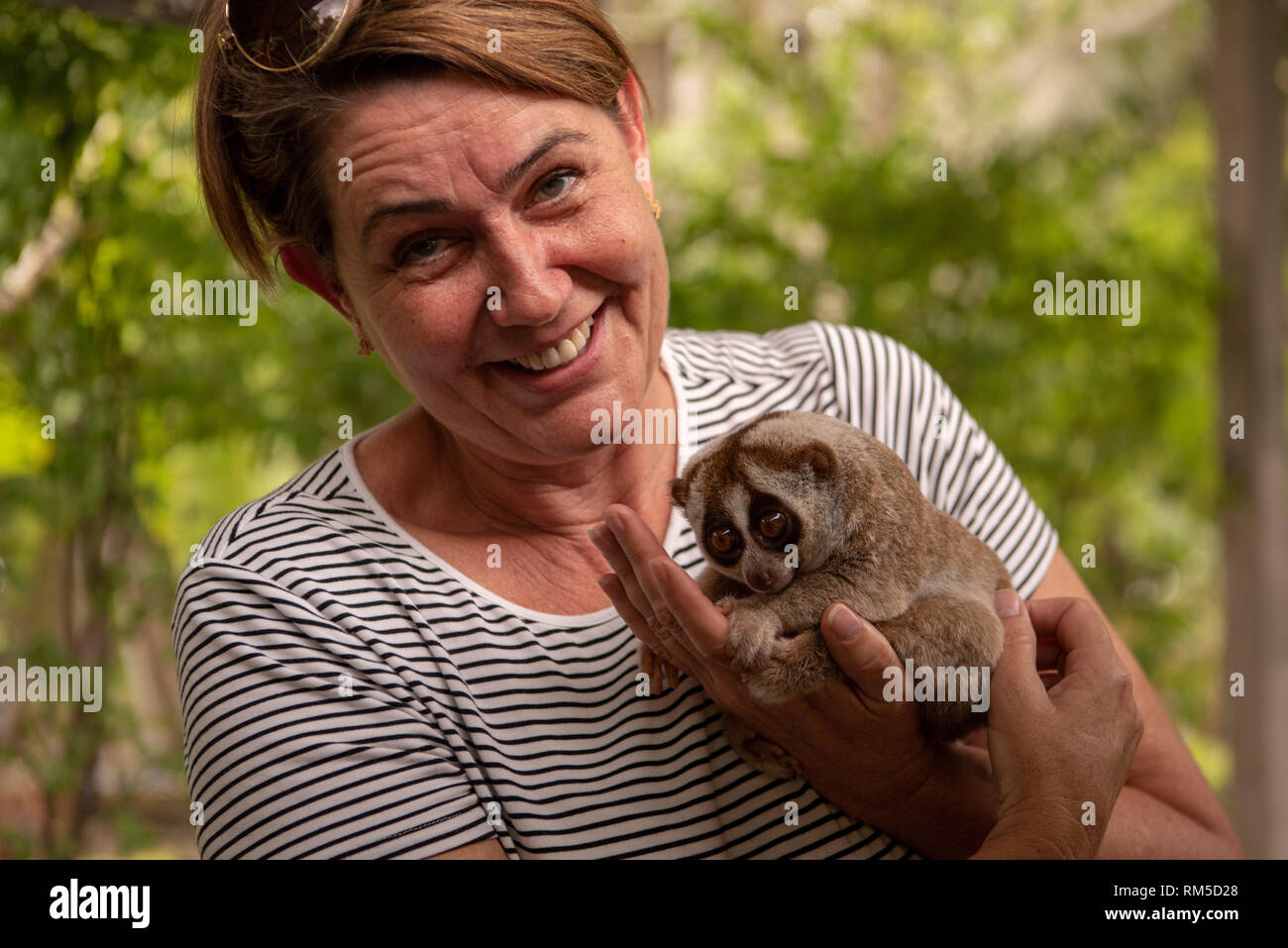 Loris lents sauvages Banque de photographies et d’images à haute ...