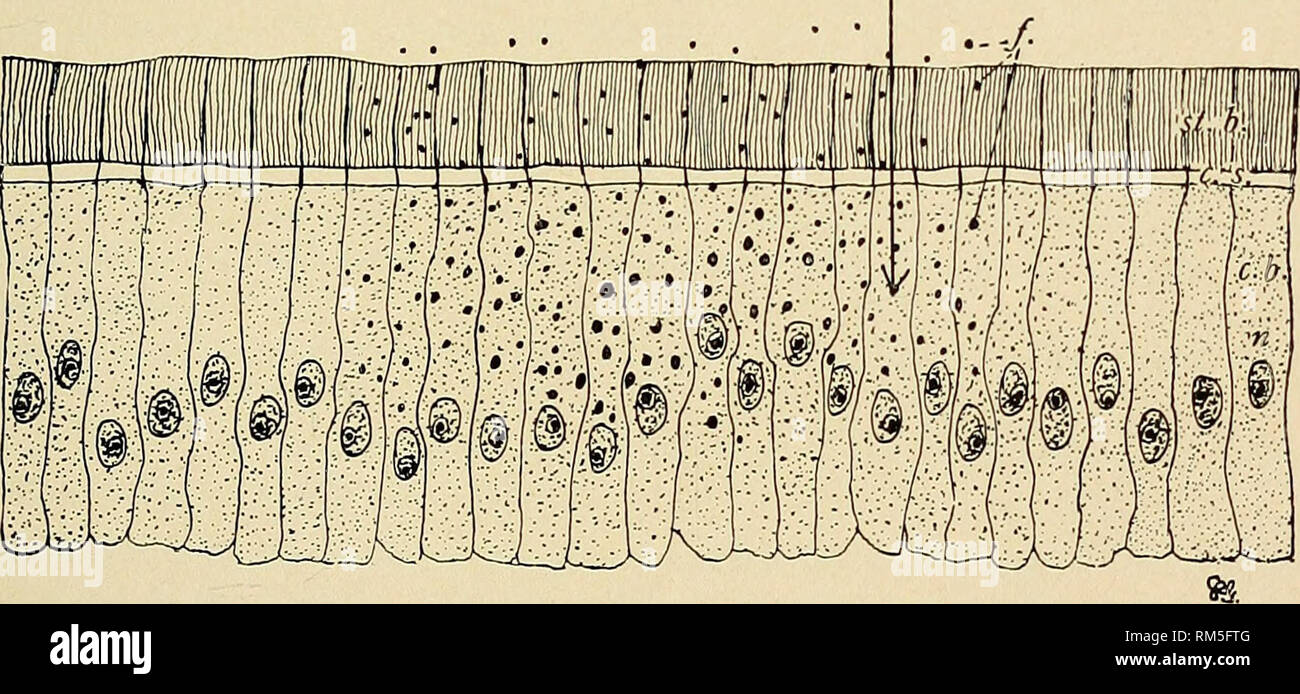 Intestinale dans un microscope Banque de photographies et d’images à ...