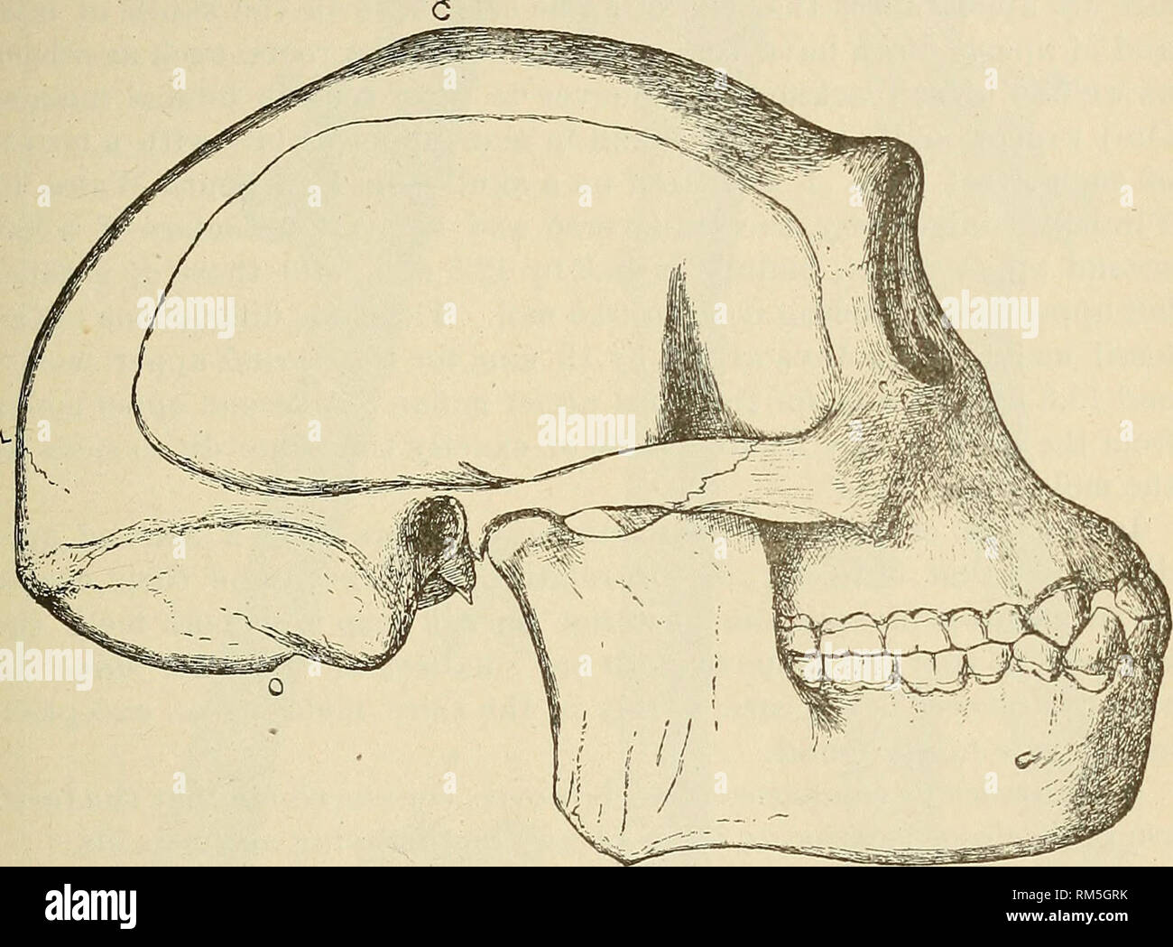 Pithecanthropus erectus Banque de photographies et d’images à haute ...