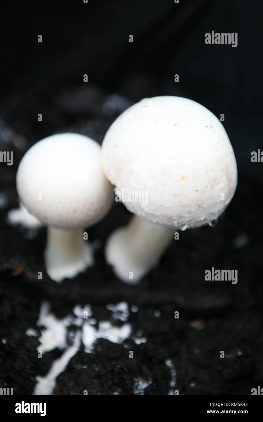 Compost de champignons Banque de photographies et d’images à haute ...