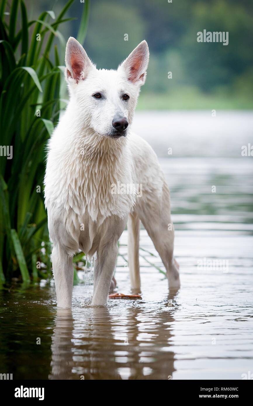 Race De Chien Suisse Banque d'image et photos - Alamy