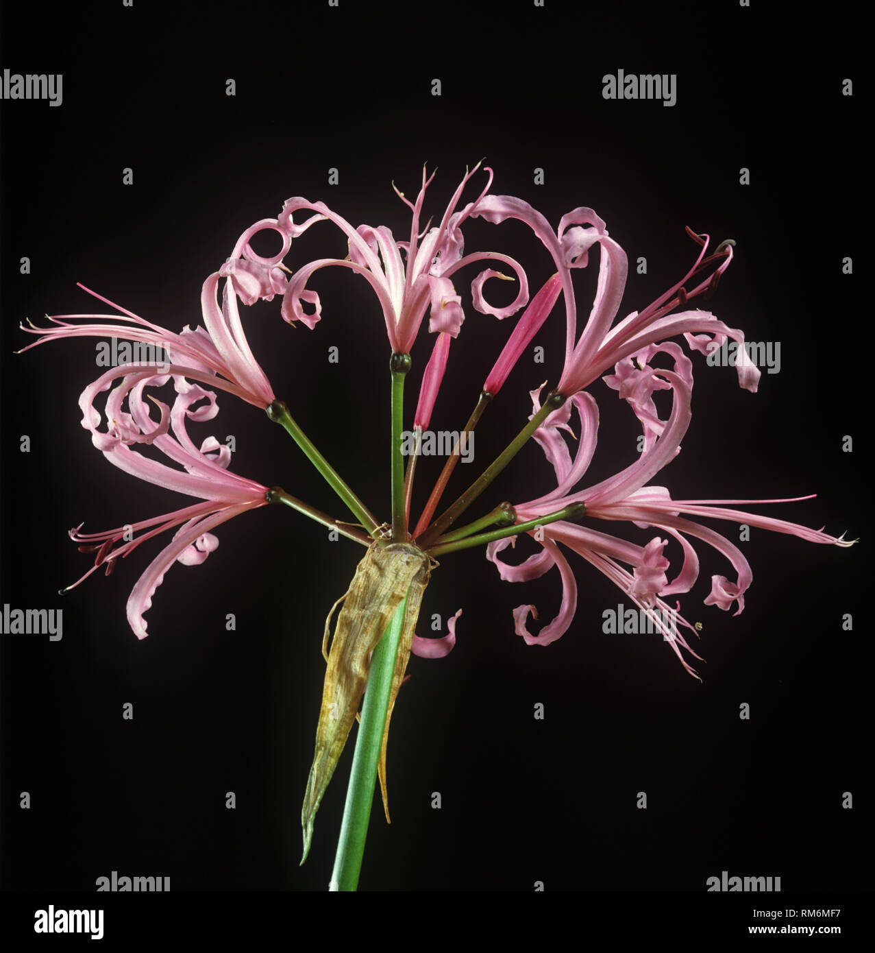 Guernsey Lily rose, Cornish, Lily, lily sous gaine ou Fleur du Cap ...