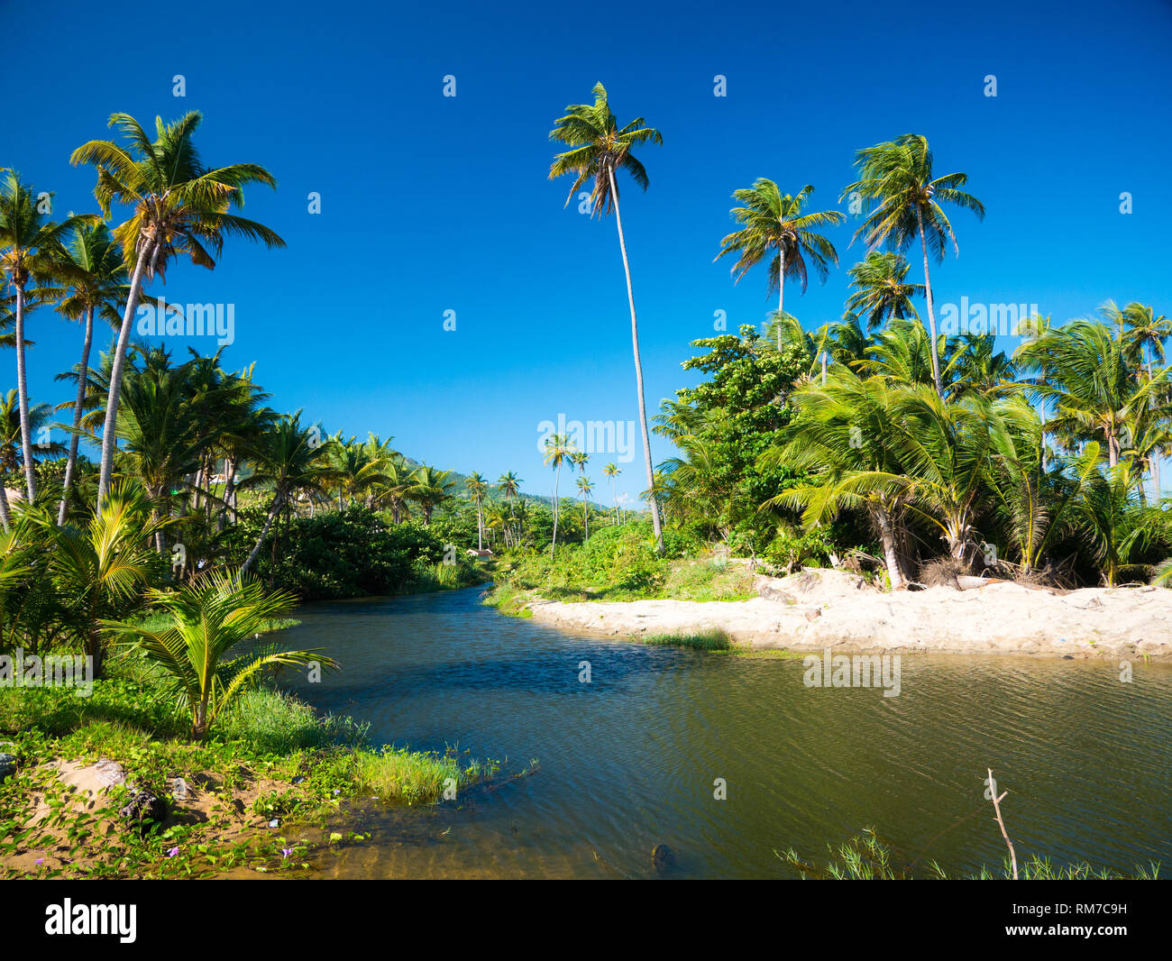 Mangroves puerto rico Banque de photographies et d’images à haute ...