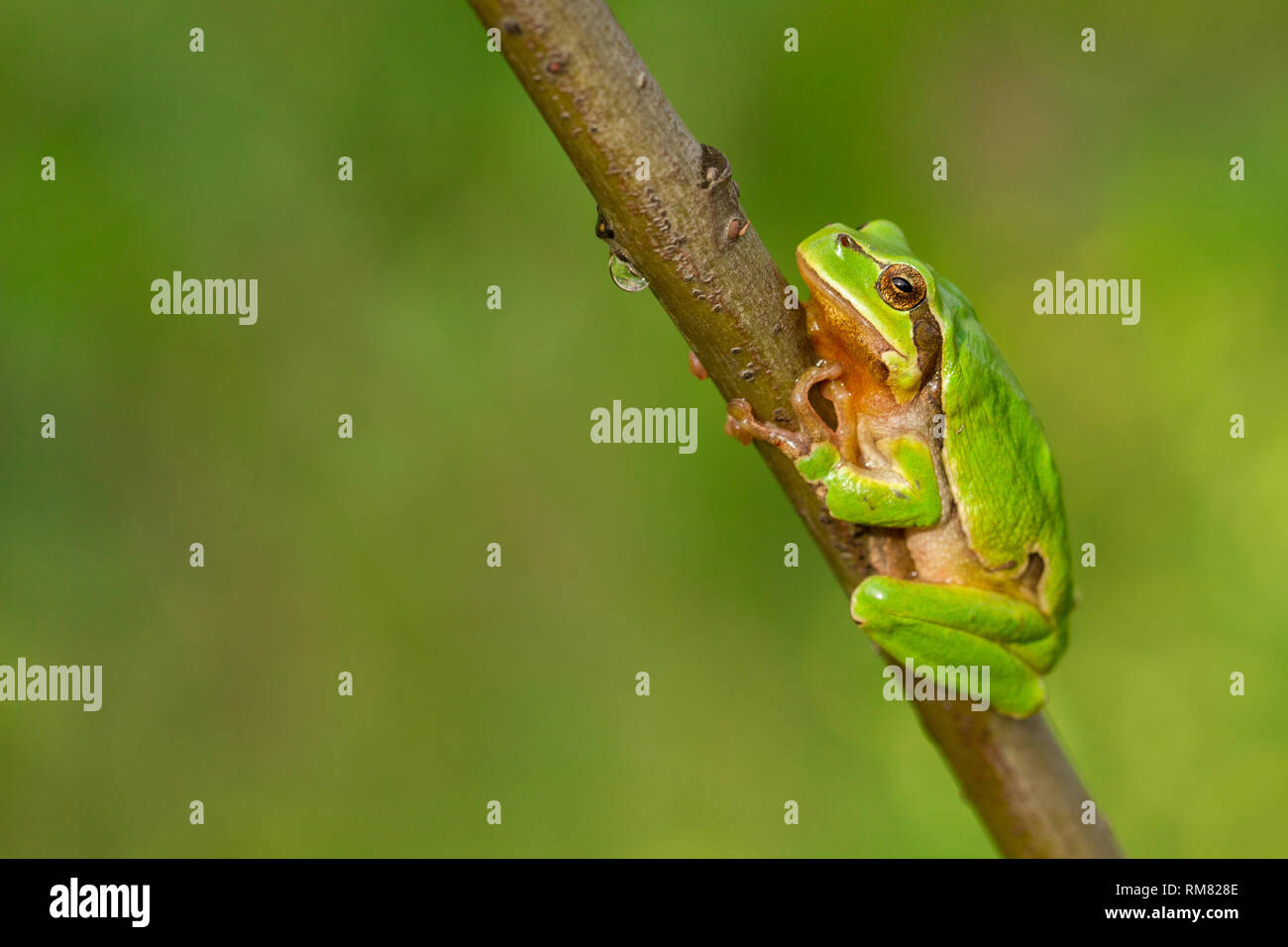 Rainette verte rainette Banque de photographies et d’images à haute ...