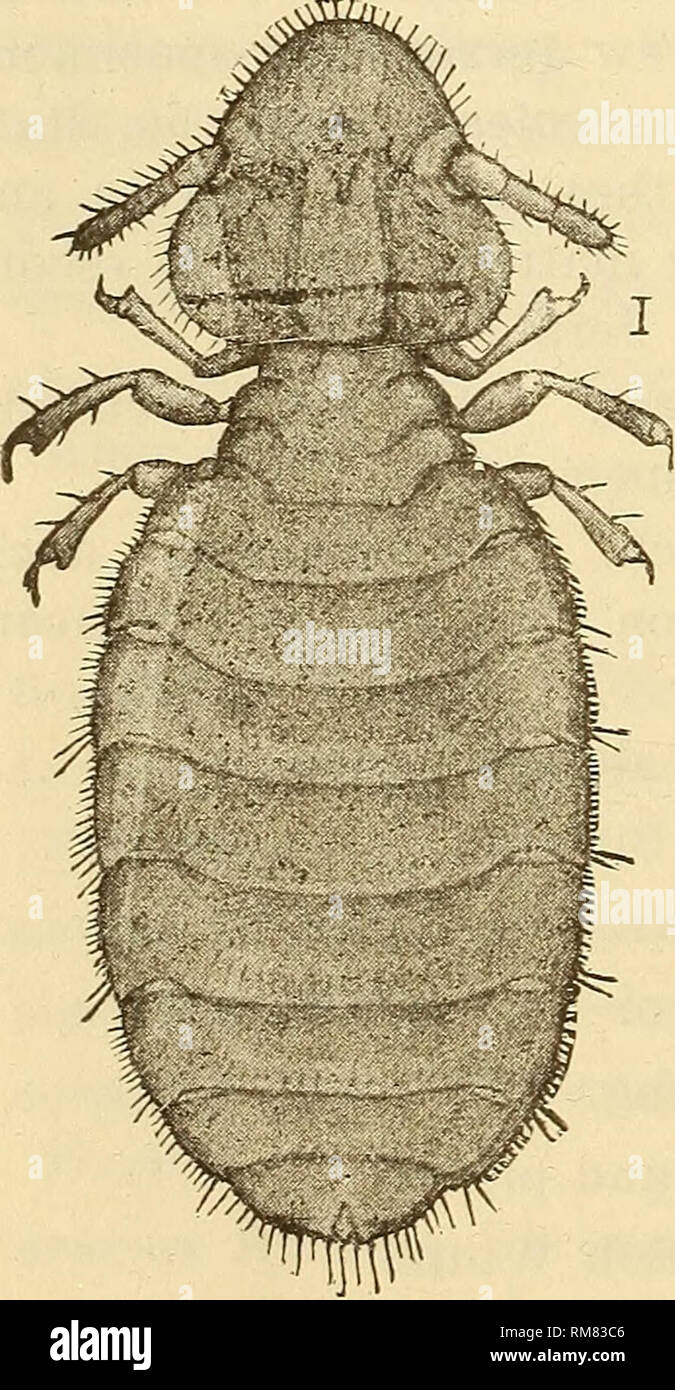 Parasite de poule Banque de photographies et d’images à haute ...