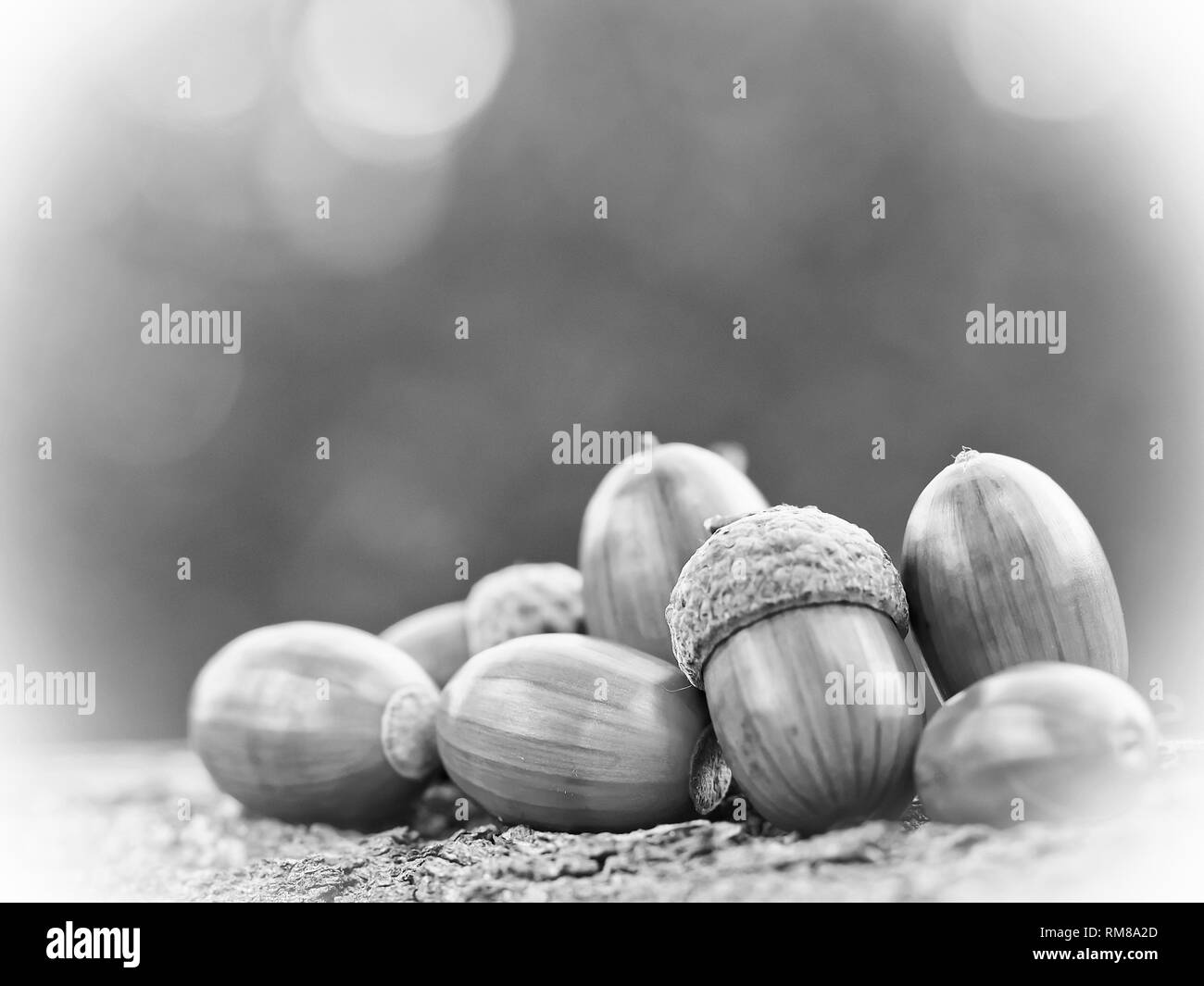 Feuilles et glands Banque d'images noir et blanc - Page 2 - Alamy