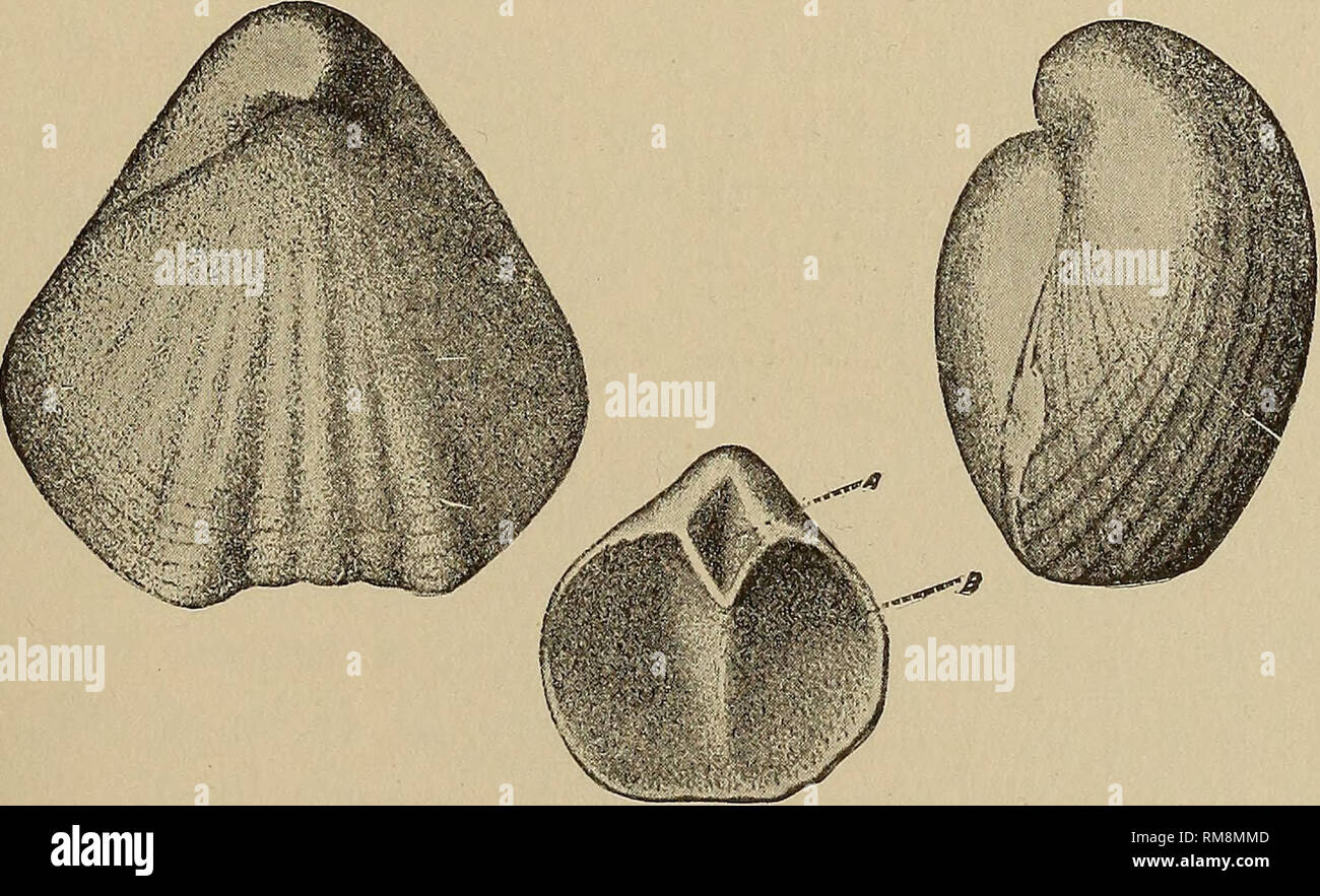 . Rapport annuel. New York State Museum ; Sciences ; Sciences. Fig. s ...
