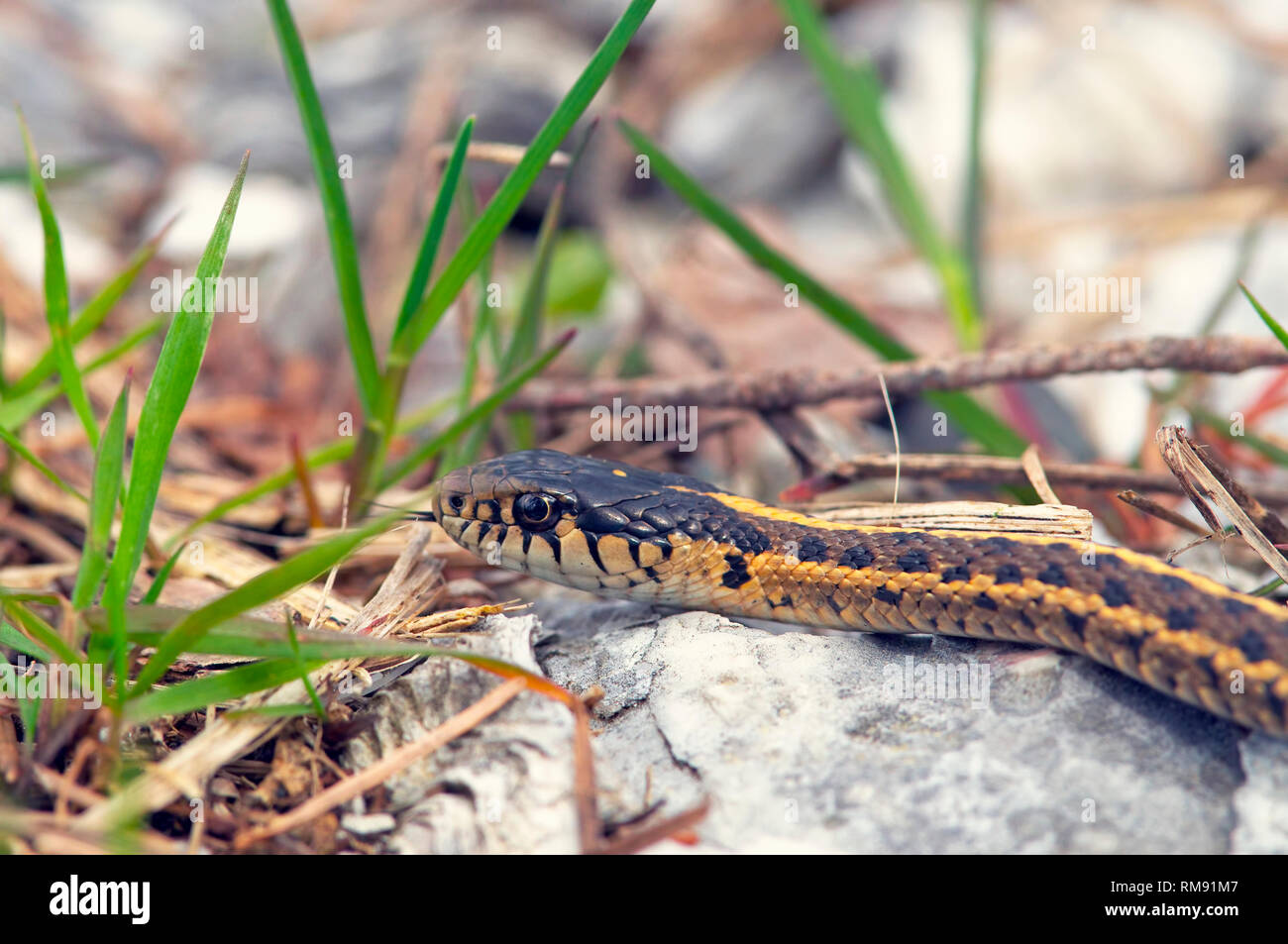Thamnophis sirtalis Banque de photographies et d’images à haute ...