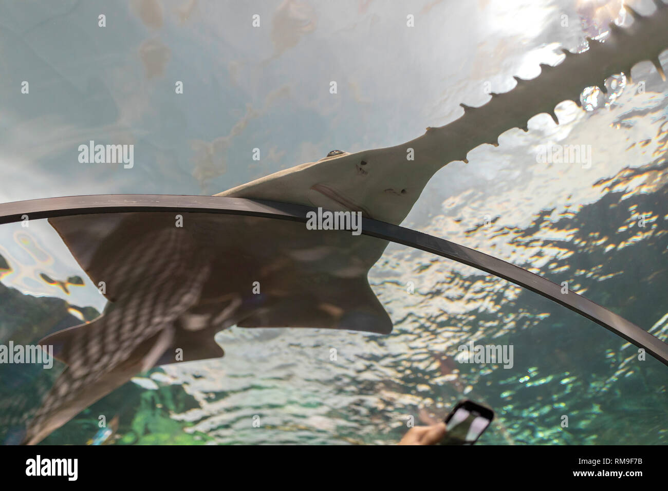 Poisson scie Banque de photographies et d’images à haute résolution - Alamy