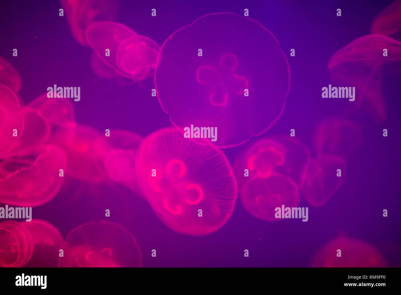 Méduse de lune (Aurelia aurita) flottant doucement dans le réservoir, à ...