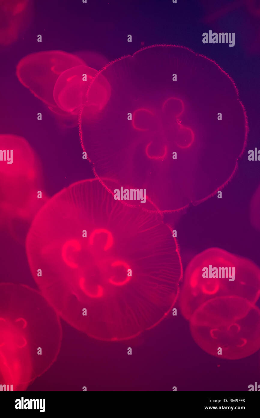 Méduse de lune (Aurelia aurita) flottant doucement dans le réservoir, à ...